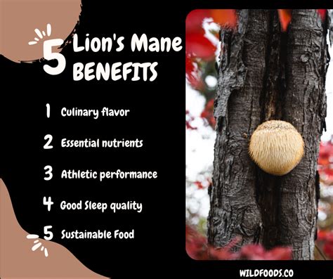 What Is The Most Effective Way To Take Lions Mane