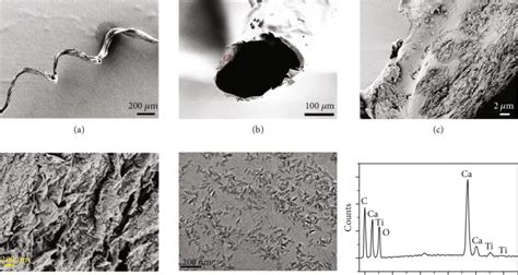 Characterization Of Morphological Hydrogel Microfibers A D Sem