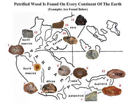 Evidence For Rapid Complete Or Partial Fossilization Defending The Christian Faith Writings