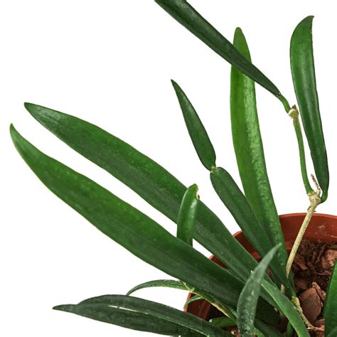 Hoya String Bean Free Delivery To Your Doorstep🪴📦