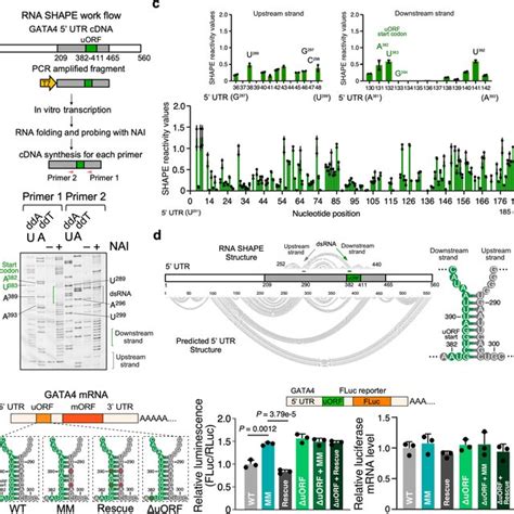 Double Stranded Rna Element Cooperates With Initiation Codon To Download Scientific Diagram