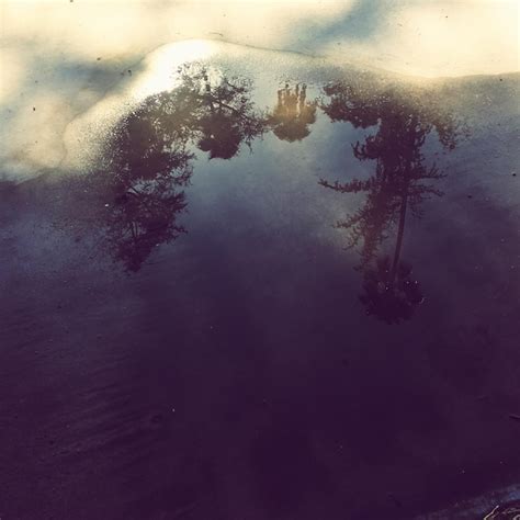 Premium Photo Reflection Of Trees In Sea
