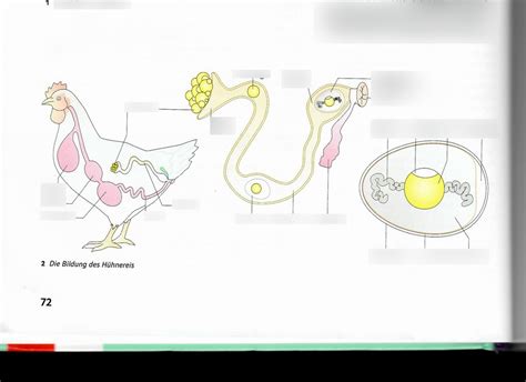 Biologie Diagram Quizlet