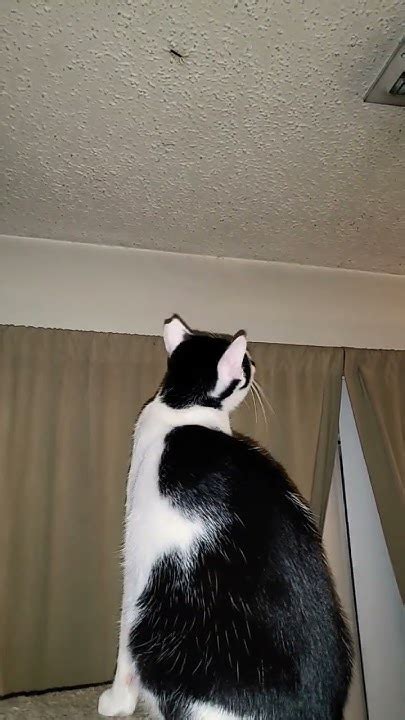 The Lazy Bug Killer Mycat Kitten Catsrule Youtube
