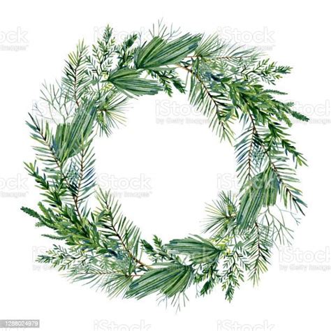전나무 가지 나뭇 가지 가문비 나무 야생 꽃 야생 꽃과 수채화 크리스마스 클래식 화환 겨울 녹지 프레임 인사말 카드 크리스마스 카드 인윈티션 카드에 대한 상록 일러스트
