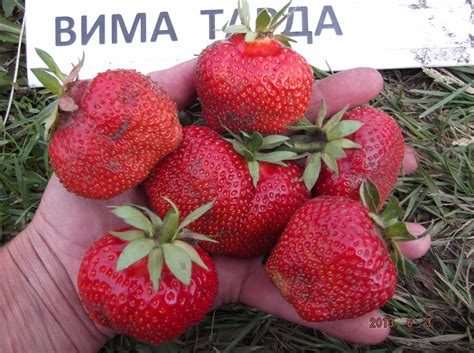 Клубника Вима Описание Сорта Фото Отзывы – Telegraph