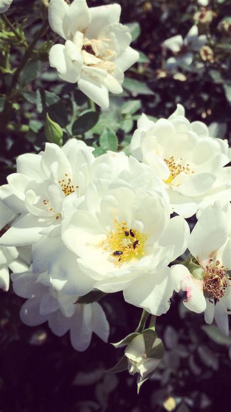 White Roses Free Wallaper White Roses Rose Nature