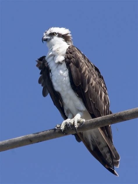 Osprey Birds Of Prey Pet Birds Birds