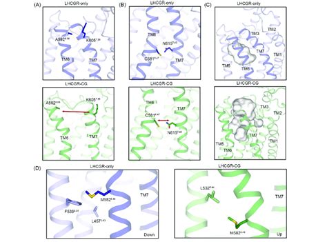 Different Conformations Of Tmd In Simulations A B Representative Download Scientific