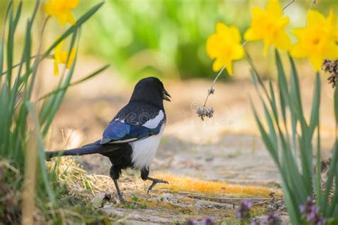 A Common Magpie Walking And Searching For Nesting Material In The