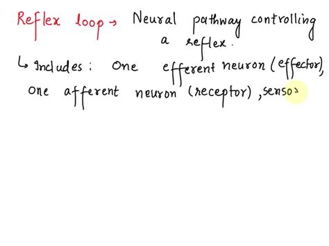 Solved In Reflex Loop Which Is An Example Of A Molecule A Potassium B Skeletal Muscle Fiber