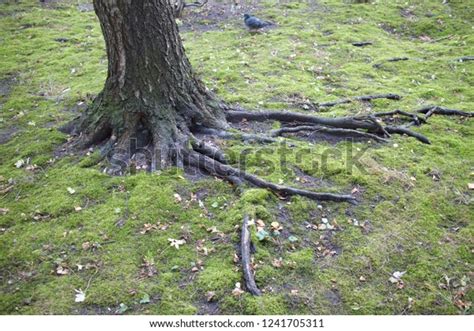 Nude Tree Roots Forest Stock Photo Shutterstock