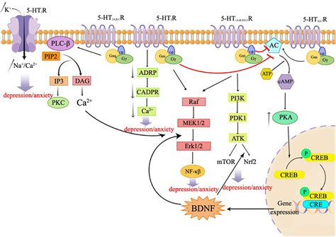 Signaling Pathway Serotonin At Gwen Mayer Blog