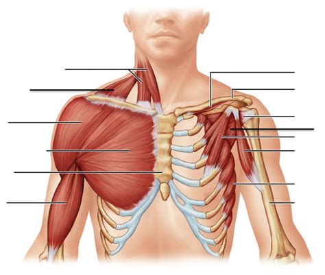 Lab Practical 2 Upper Back Scapular And Shoulder Muscles Diagram Quizlet