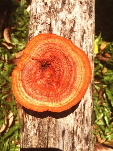 Premium Photo Close Up Of Wooden Log On Tree Trunk