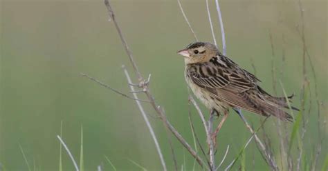Bobolink Bird Behavior Animalbehaviorcorner