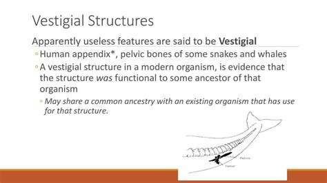 Evidence Of Evolution Ppt Download