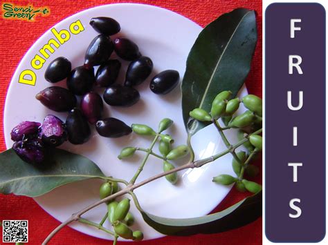 Damba Seeds Syzygium Nervosum Fruit Herbal 10 Seeds Sencirareseedsarea