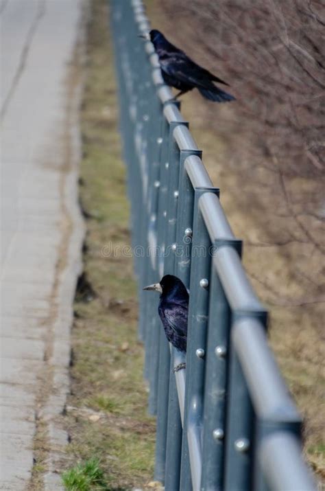 Crows Perched On A Metal Railing One Spreading Wings While Calling Out