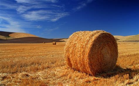 Windows Classic Field 1920x1080 Full Hd 169 Wallpapers