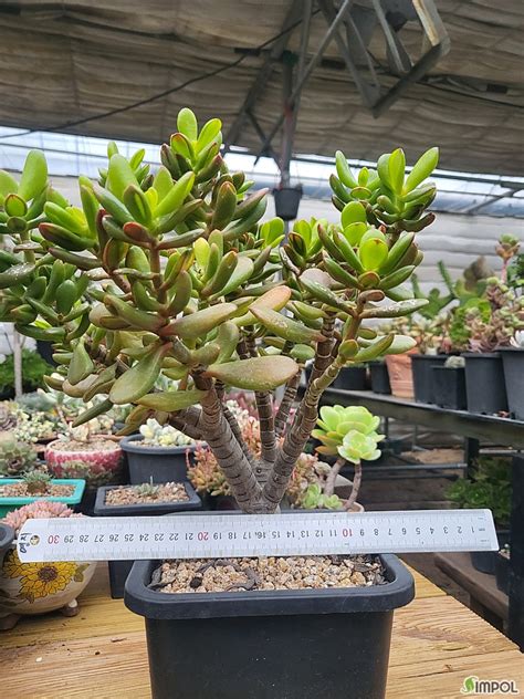 우주목 묵둥이 다육식물선인장 심폴