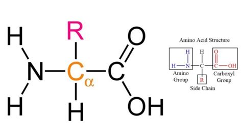 Peptide Bond Definition Structure Formation Hydrolysis Examples