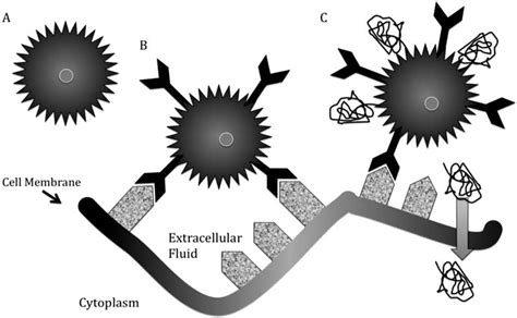 Polymer Coated Superparamagnetic Iron Oxide Nanoparticles Uspios Download Scientific Diagram