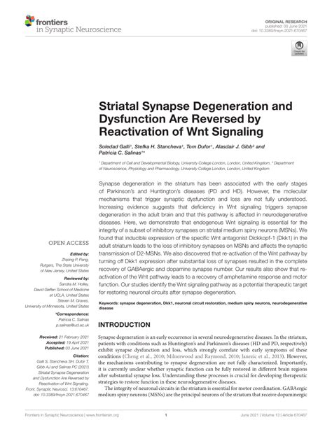Pdf Striatal Synapse Degeneration And Dysfunction Are Reversed By