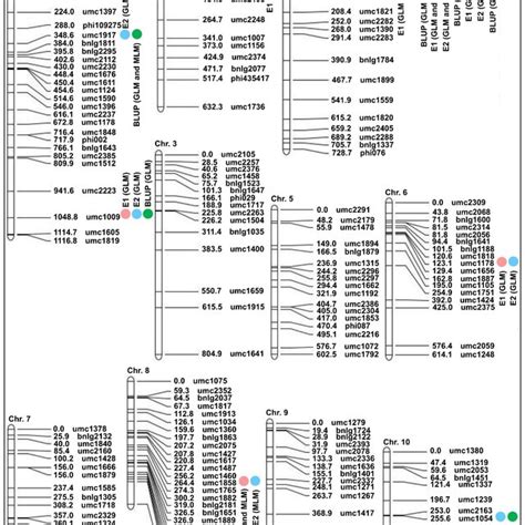 Genetic Linkage Map Construction According To The Genetic Distance Download Scientific Diagram