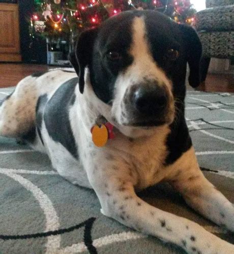 Pointer Mix Dog Breed The Cutest Pointer Mix Photos