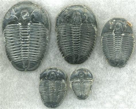 10 Different Types Of Trilobites Identifying Trilobite Fossils Rock Seeker