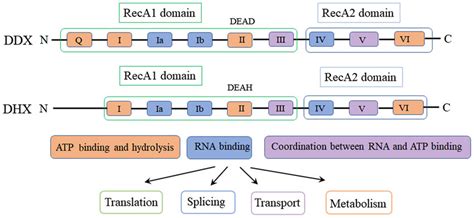 Conserved Functional Domains In Deadh Helicases The Motifs Are Download Scientific Diagram
