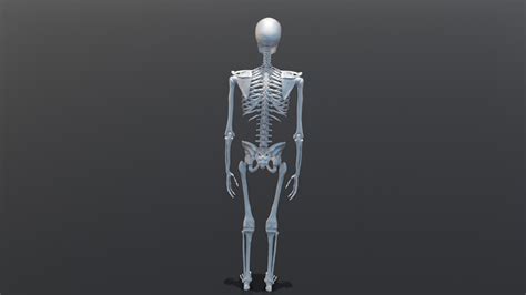 Artstation Human Skeleton 3d Model Game Assets