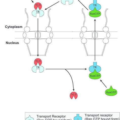 Nuclear Import A Schematic Representation Of Nuclear Import Through