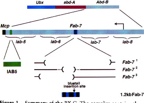 Figure 1 From The Fab 7 Element Of The Bithorax Complex Attenuates