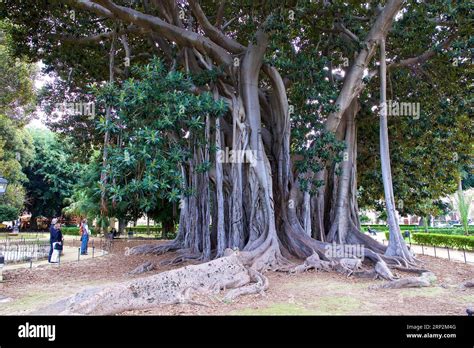 Giant Fig Gigas Ficus Roots And Part Of Crown Visitor Small