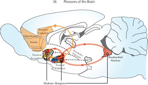 Figure 11 From Hedonic Hotspots Generating Sensory Pleasure In The
