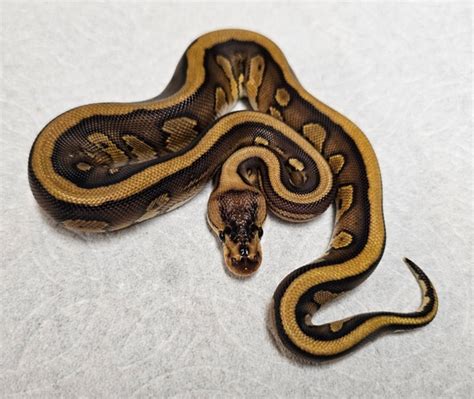 redstripe cypress 66 het clown ball python by joe rasmussen reptiles