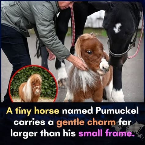 Bxbydina Pumuckel Is A Tiny Horse With A Big Heart He Is Small And
