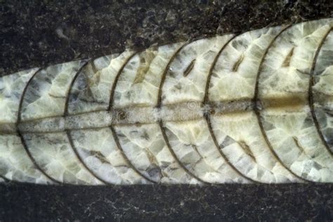 Fossil Of Ancient Cephalopod Picture Image 2089552