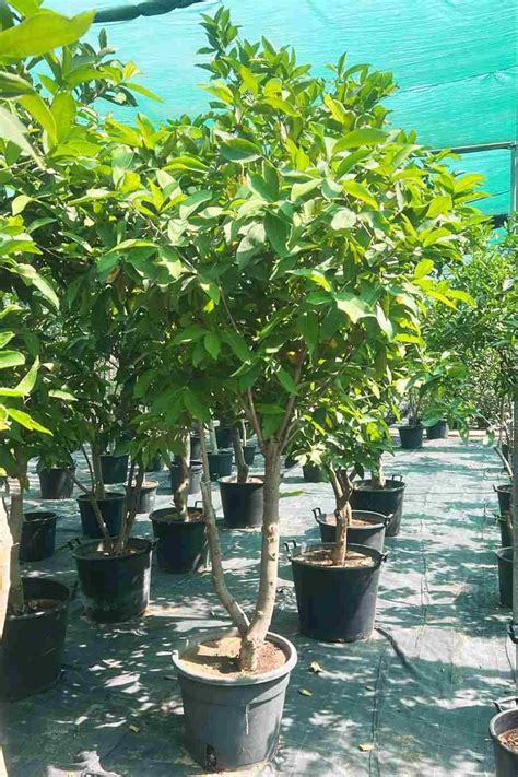 Buy Water Apple Tree Tall Fast Delivery In Uae