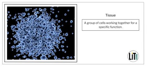 Levels Of Organization Cells And Tissues Worksheet Ideas
