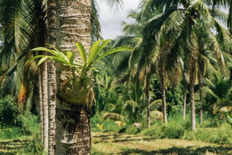 Get A Look At Silk Grass Farms — Silk Grass Farms Belize