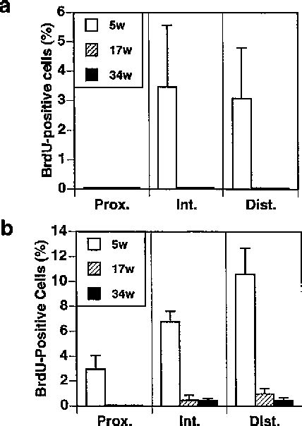 Figure 1 From Proximal Location Of Mouse Prostate Epithelial Stem Cells Semantic Scholar