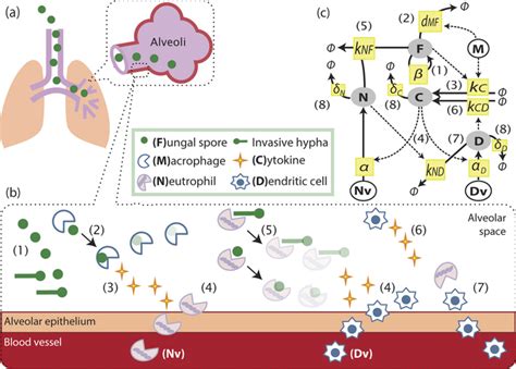 Host Pathogen Interaction Model Ab Cartoon Model Of Fungal