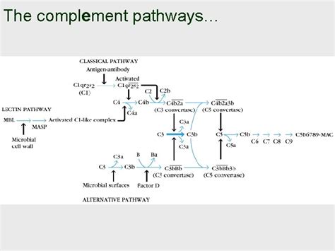 The Overview Complement Has Three Functions Complement Functions