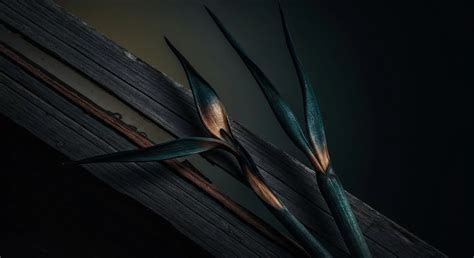 Social Indicators → Term