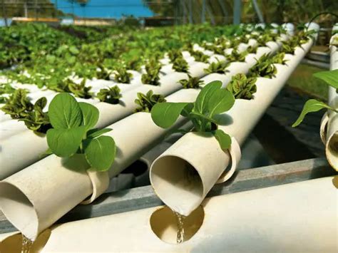 How To Build Your Own Hydroponic System With These 7 Low Cost Diy