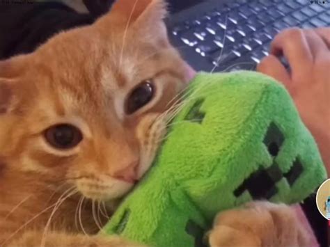 Creeper Cat Cat Biting Cat Memes Cats