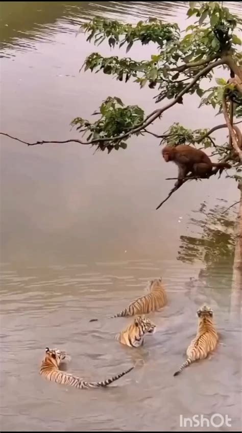 Sirisoma කිසිම දවසක මේ වගේ වැඩ කරන්න එපා එයාලට ඉන්නේ එකම එක්කෙනා ඔයා විතරයි අපිට සත්තු කීප